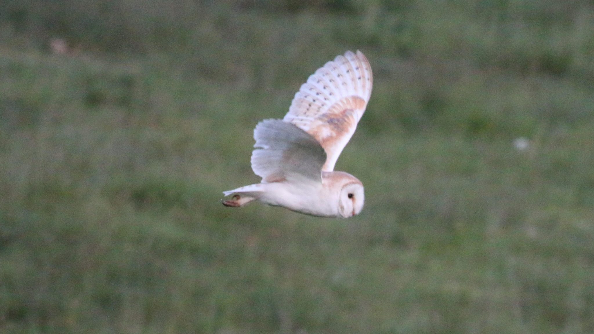 Barn owls ... - Barnsley Nats