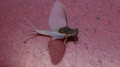 Mayflies on a car roof - Barnsley Nats