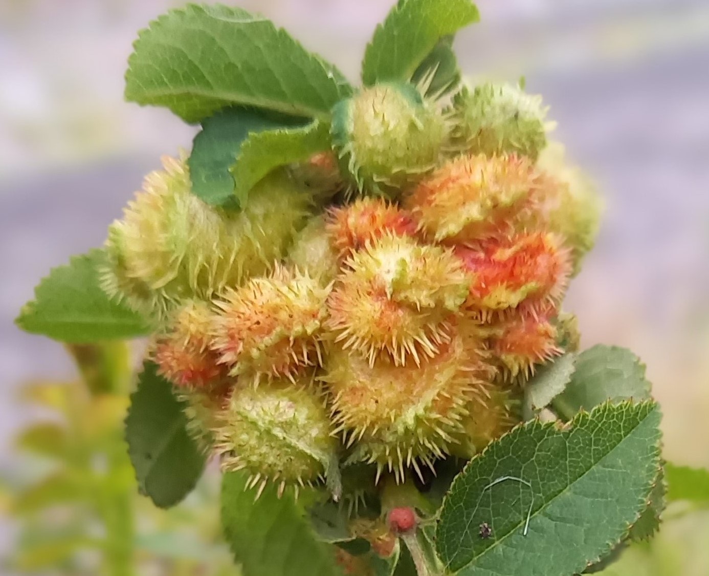 Diplolepis mayri - a new gall in Barnsley - Barnsley Nats