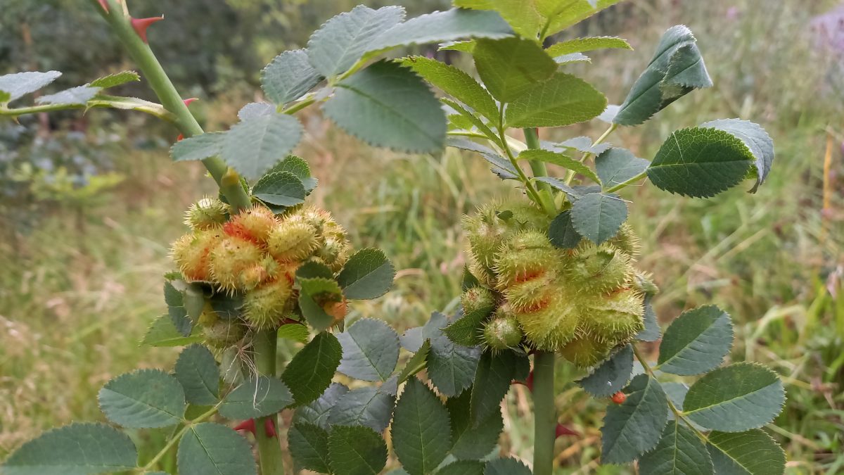 Diplolepis mayri - a new gall in Barnsley - Barnsley Nats
