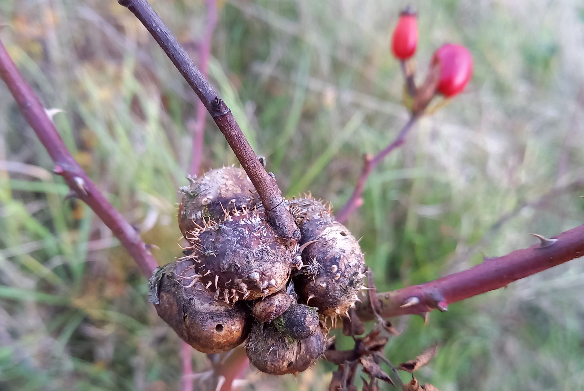 Diplolepis mayri - a new gall in Barnsley - Barnsley Nats