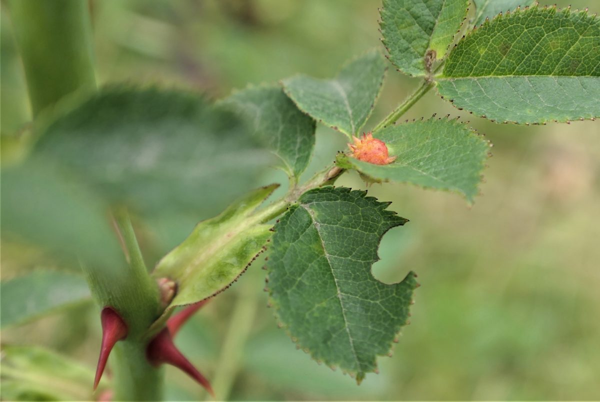 Diplolepis mayri - a new gall in Barnsley - Barnsley Nats