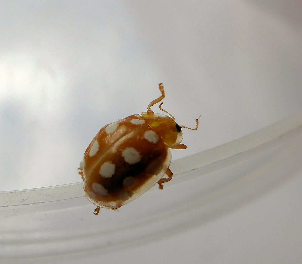 Rick's ladybird id request - Barnsley Nats