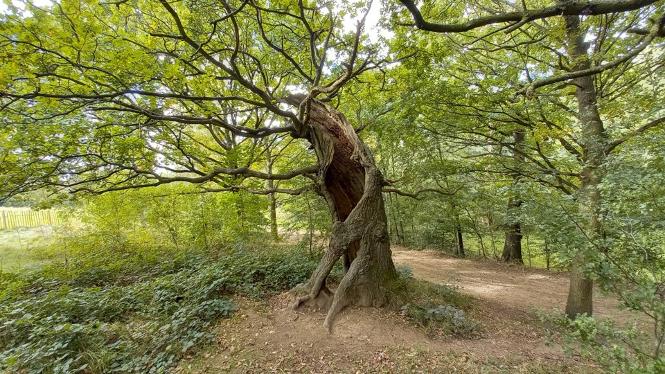 Field visit: Veteran trees at Cannon Hall—Saturday 18 March - Barnsley Nats