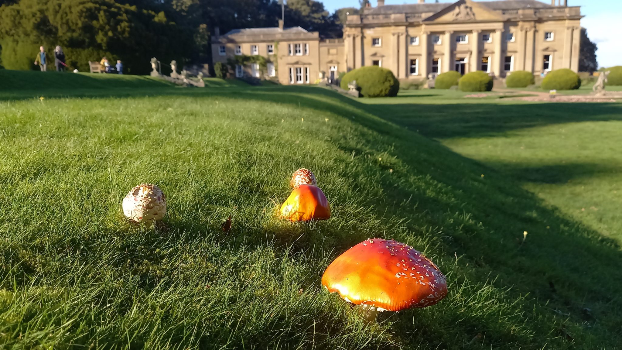 Fungi field visit at Wortley Hall : November 9th 2024 - Barnsley Nats